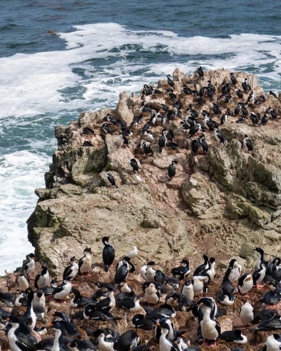 Forty photos of the Falkland Islands: From rich wildlife to diverse vistas