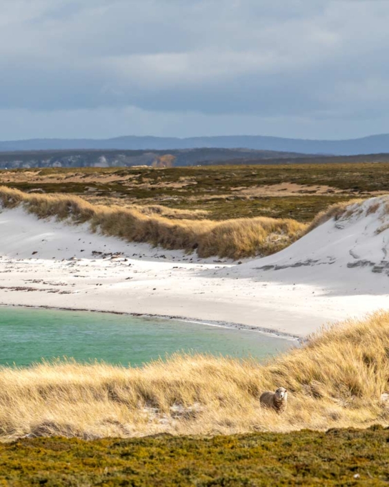 Forty photos of the Falkland Islands: From rich wildlife to diverse vistas